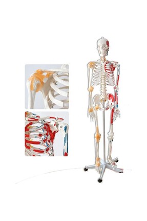 İskelet Modeli Çeşitleri - Eğitim İçin 🦴