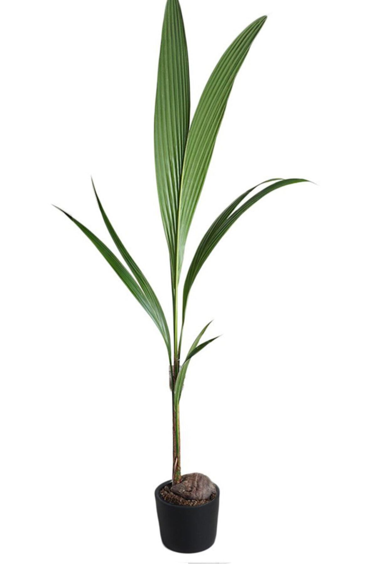 Cemre Garden Cocos Nucifera - Hindistan Cevizi Cocos Palmiyesi - Ev ...