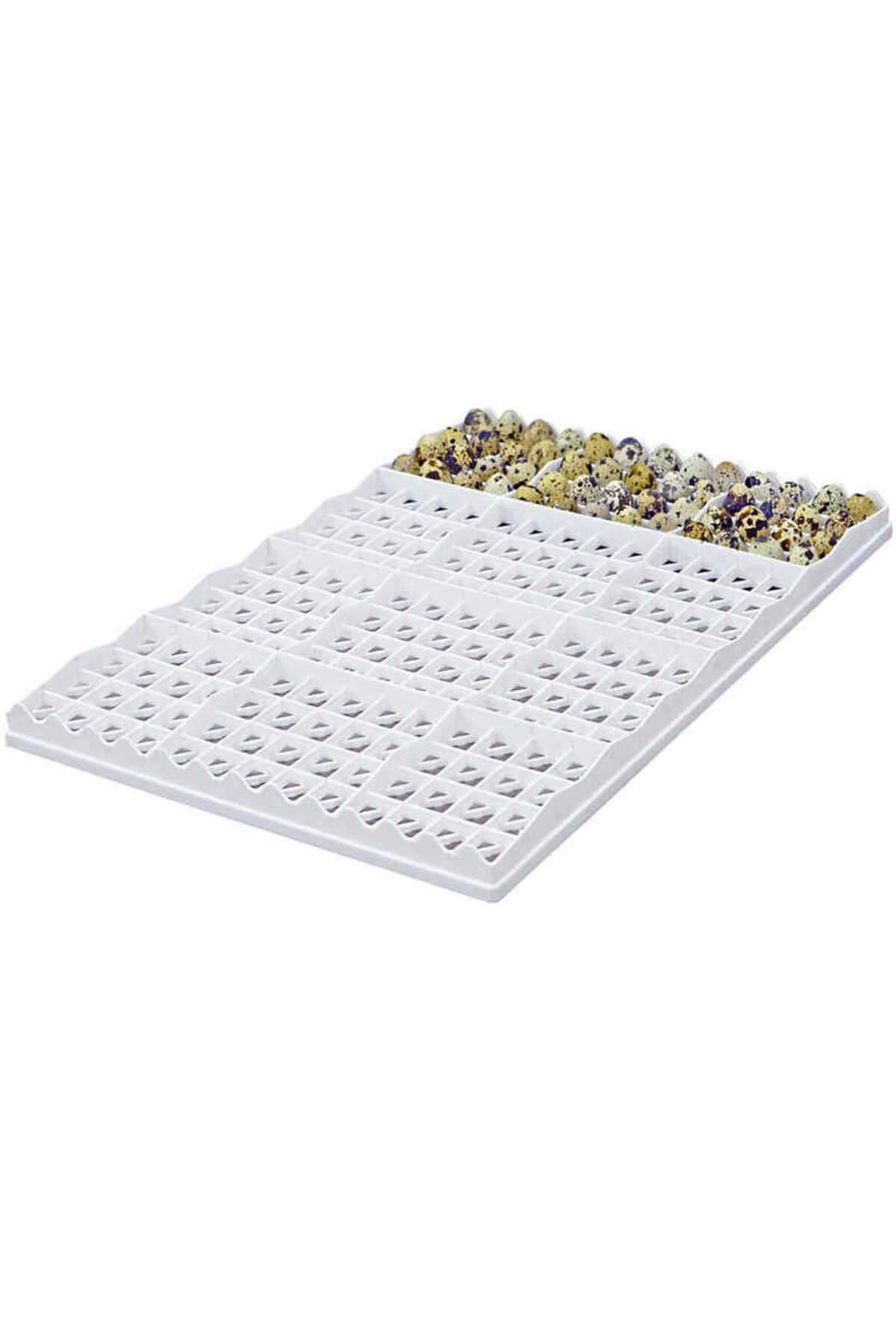 Cimuka BILDIRCIN KULUÇKA GELİŞİM TABLASI 208 bıldırcın yumurtası (40X50 ...