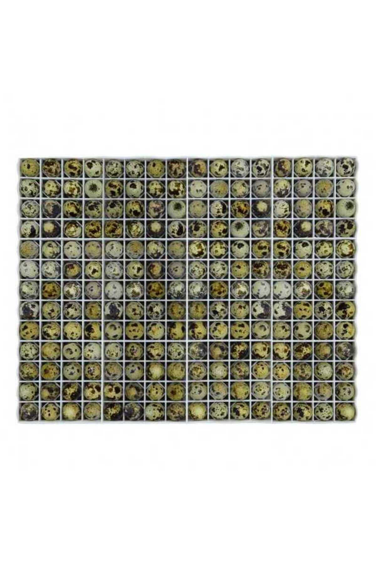 Cimuka BILDIRCIN KULUÇKA GELİŞİM TABLASI 208 bıldırcın yumurtası (40X50 ...