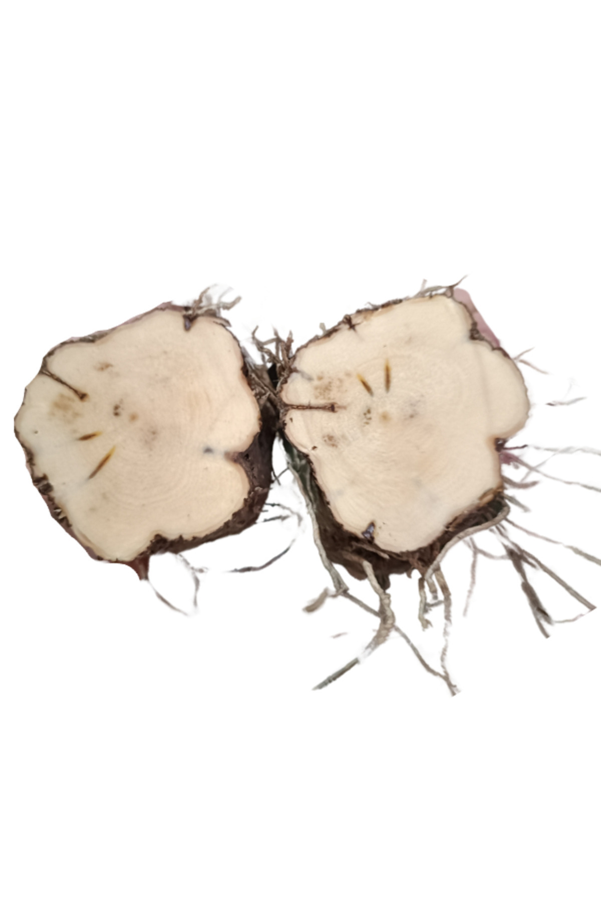 Aktarzane Adam Otu Adamotu Kökü Mandragora Officinarum 100gr - Fiyatı, Yorumları