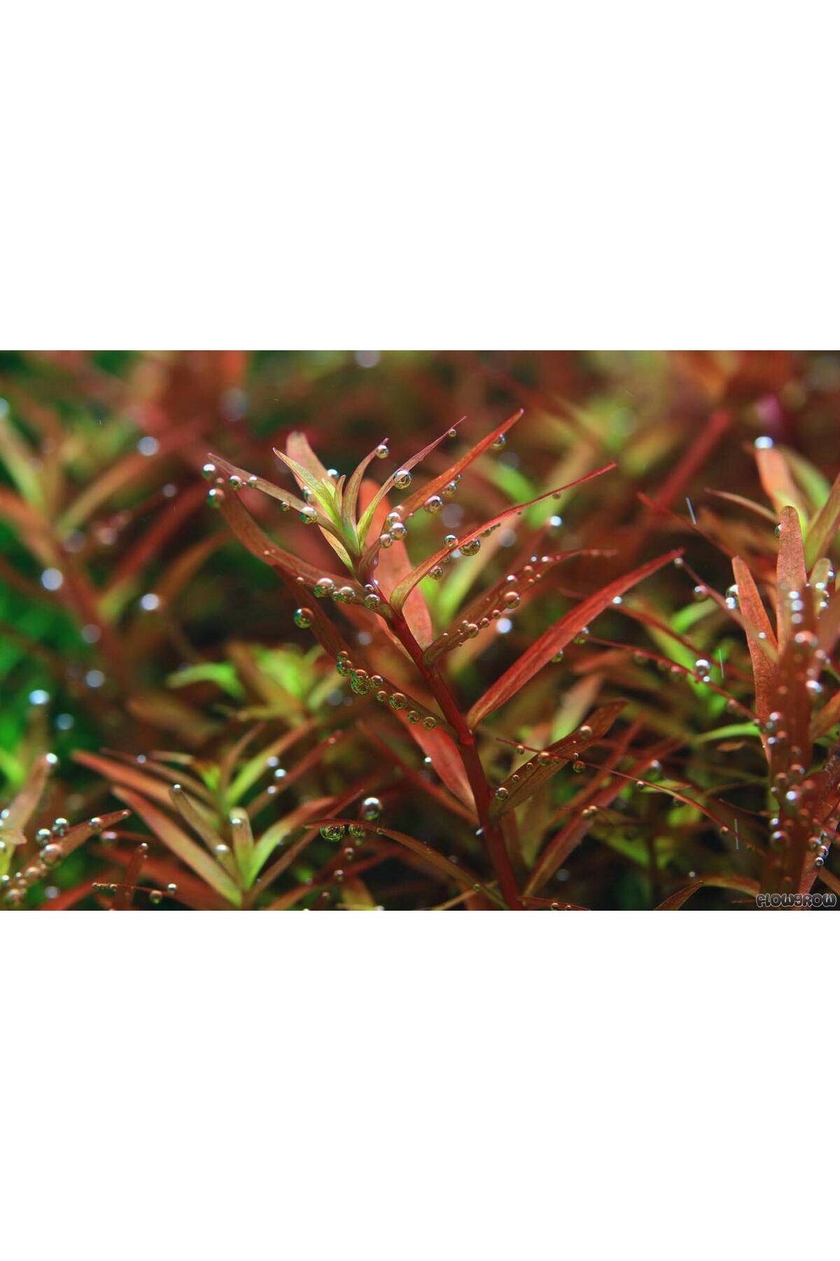 SS Oto Rotala colorata KOLAY Orta Plan Bitkisi Canlı Akvaryum Bitkisi 5 ...