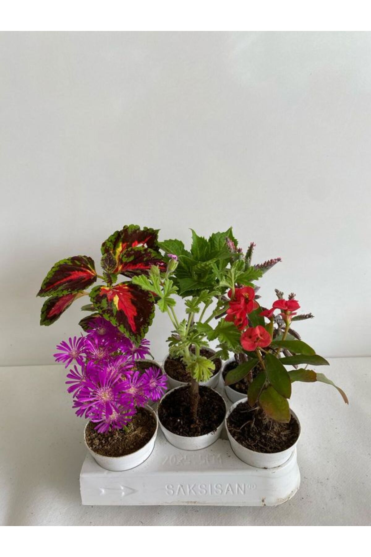 serada decor plant 6'Lı Bitki Seti Mezem+Yaprak Güzeli+Itır+Ortanca ...