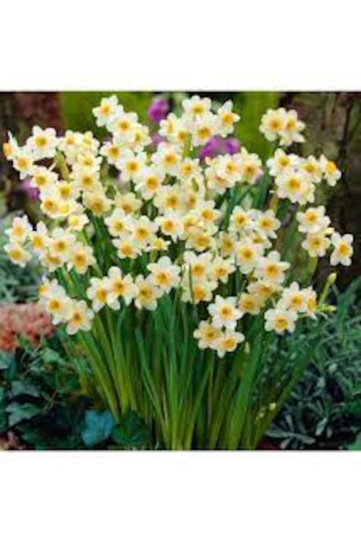 Köy Tohumları 10 Adet Tohum Nadir Mis Kokulu Nergiz Çiçeği Tohumu Sarı ...