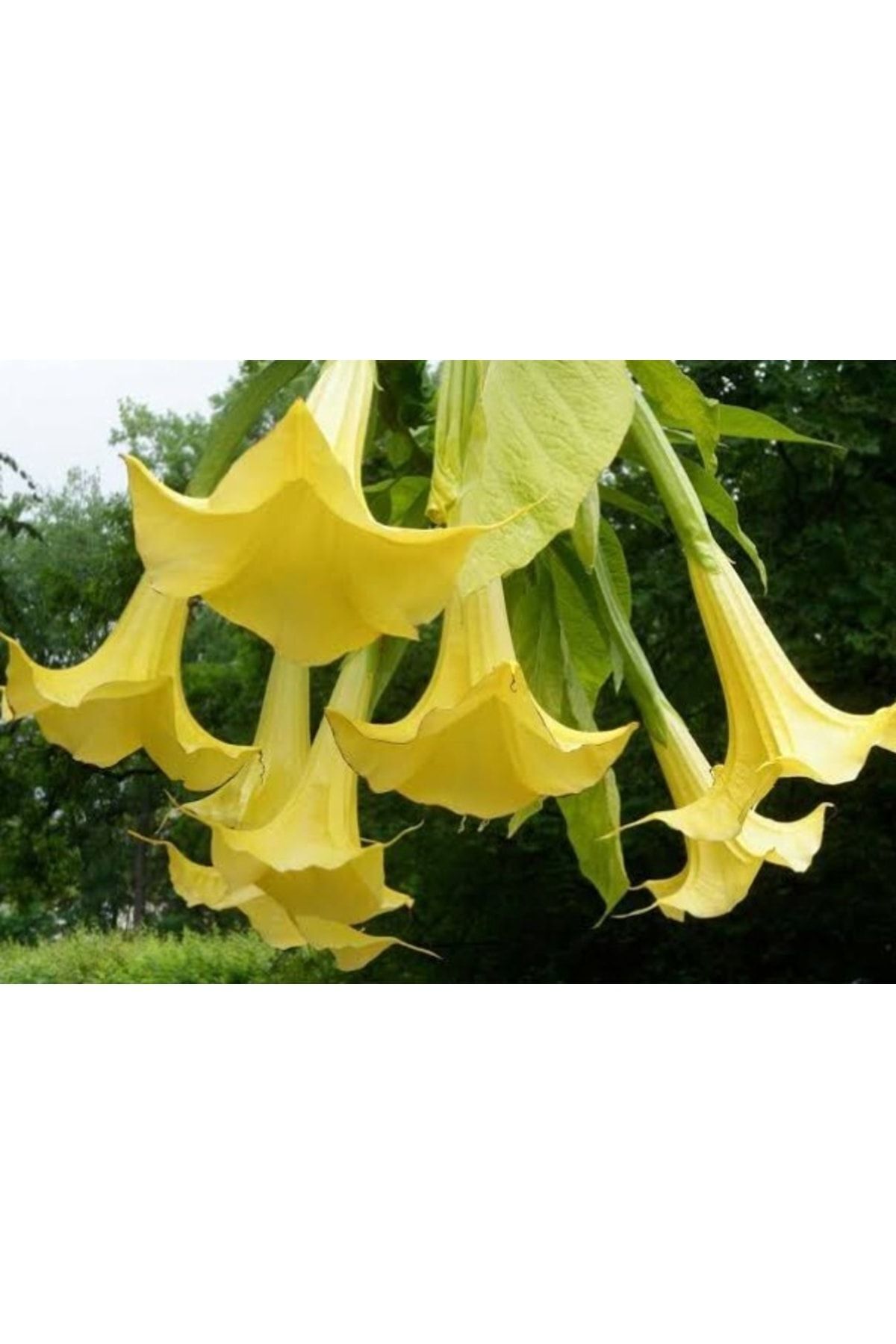 ATABEY ÇİÇEK Sarı Açan Borazan Çiçeği Brugmansia Fiyatı, Yorumları ...