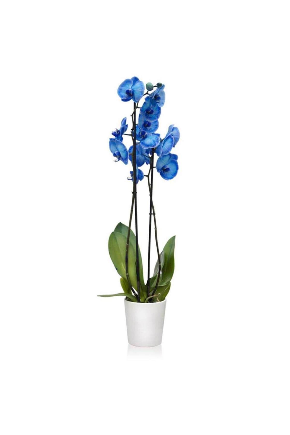 Fintarla Phalaenopsis Magic Blue Orkide 60-80 cm Mavi Renkli Çift Dallı ...