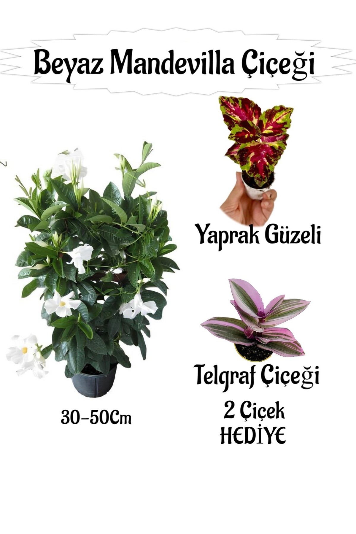 Bitkim Sende Beyaz Mandevilla Çiçeği 1 ADET Saksılı+Yaprak Güzeli ...