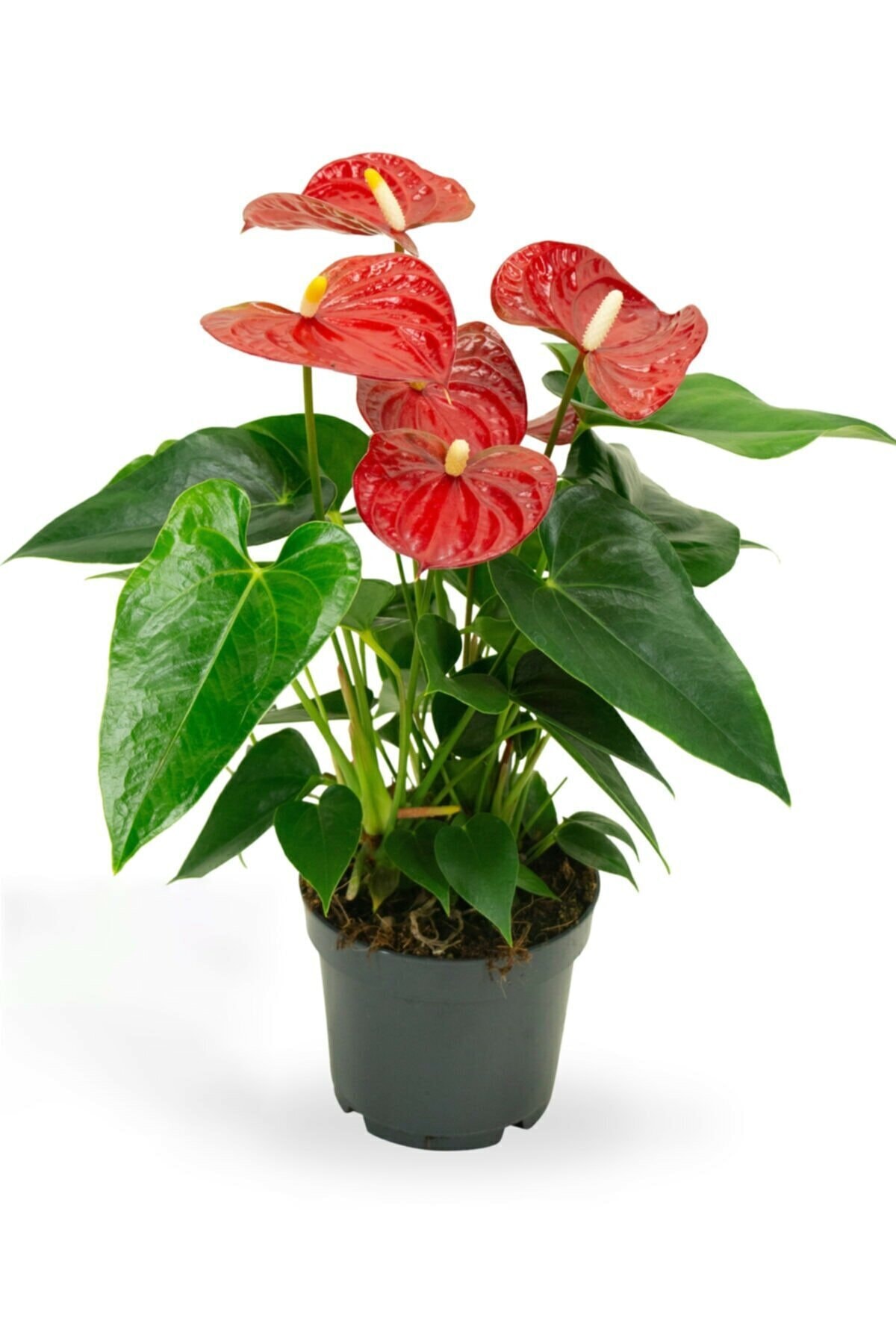 Yenigün Fidancılık Anthurium Andraeanum Red - Kırmızı Antoryum Flamingo ...