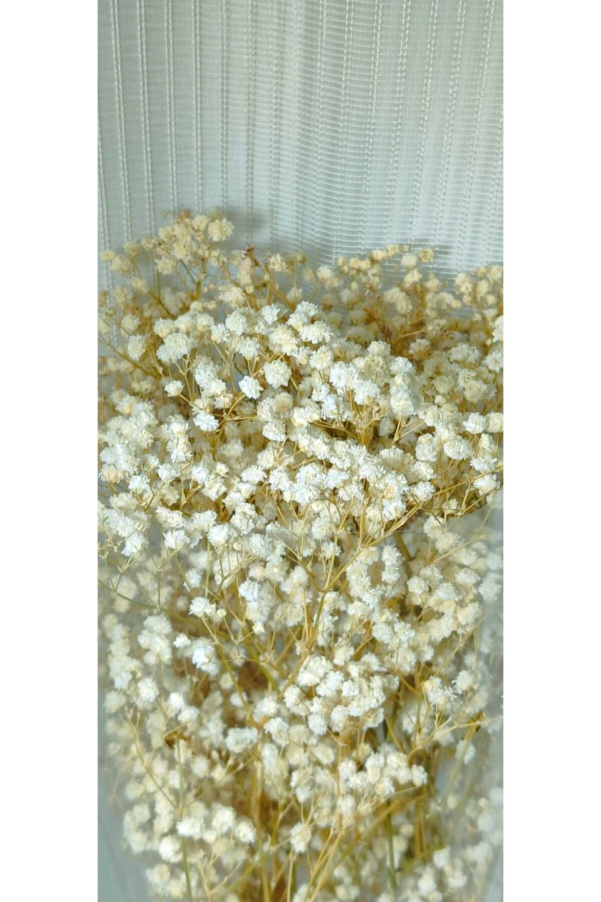 Cipsofilya Krem Renk Cipso Çiçek - Şoklanmış Krem Renk Cipso Çiçeği ...