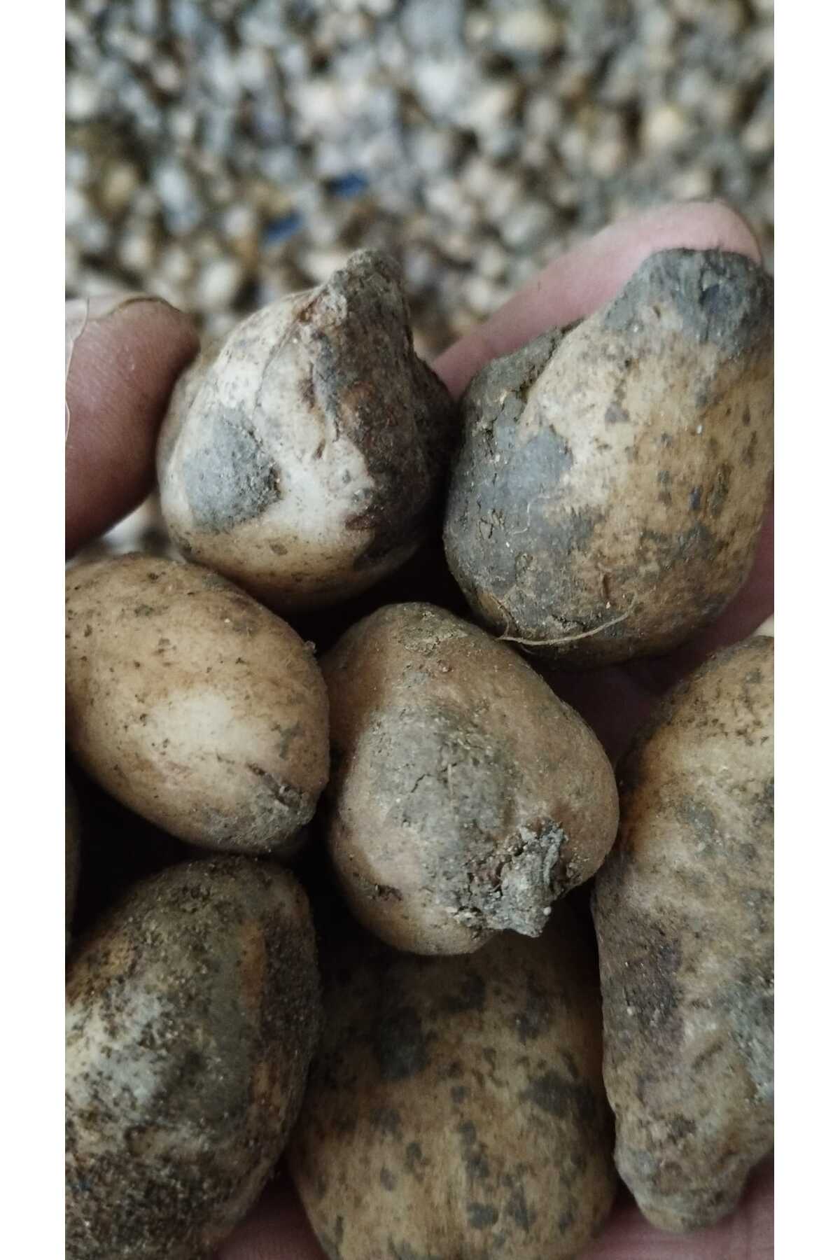 ZEYSEN TROPİKAL Salep Fidesi 55 Adet Orkide Orchis Serapias Arılı ...