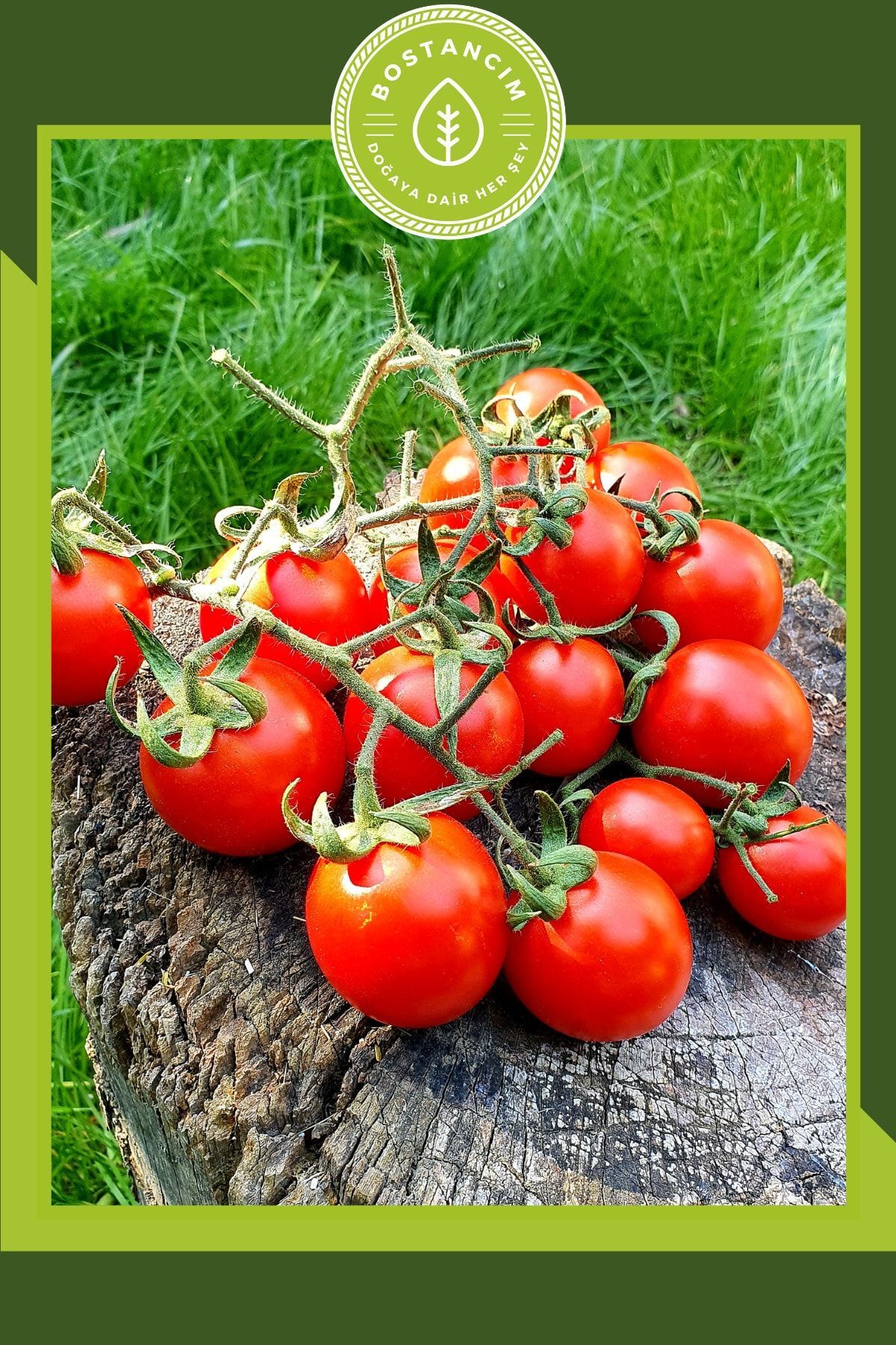 bostancım Cherry Domates Fidesi (12 lı Ambalaj) Özel Köpük Kutuda ...