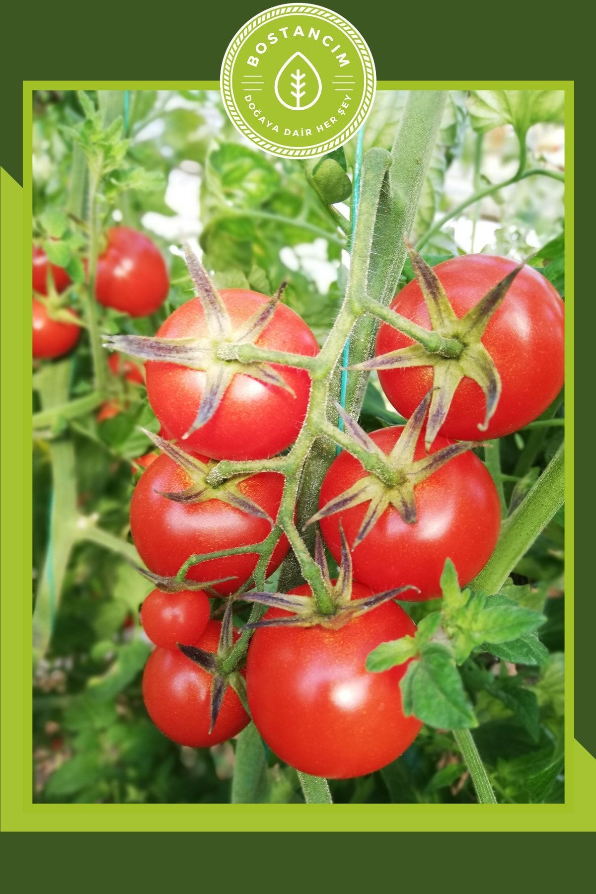 bostancım Cherry Domates Fidesi (12 lı Ambalaj) Özel Köpük Kutuda ...