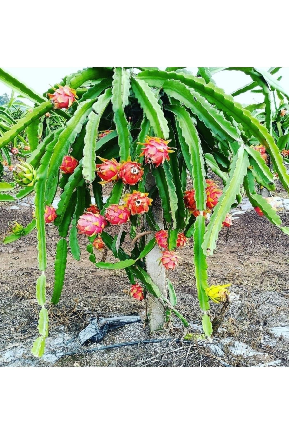 Alanya Fidan Ejder Meyvesi Fidanı Köklü (PİTAYA) Dragon Fiyatı ...