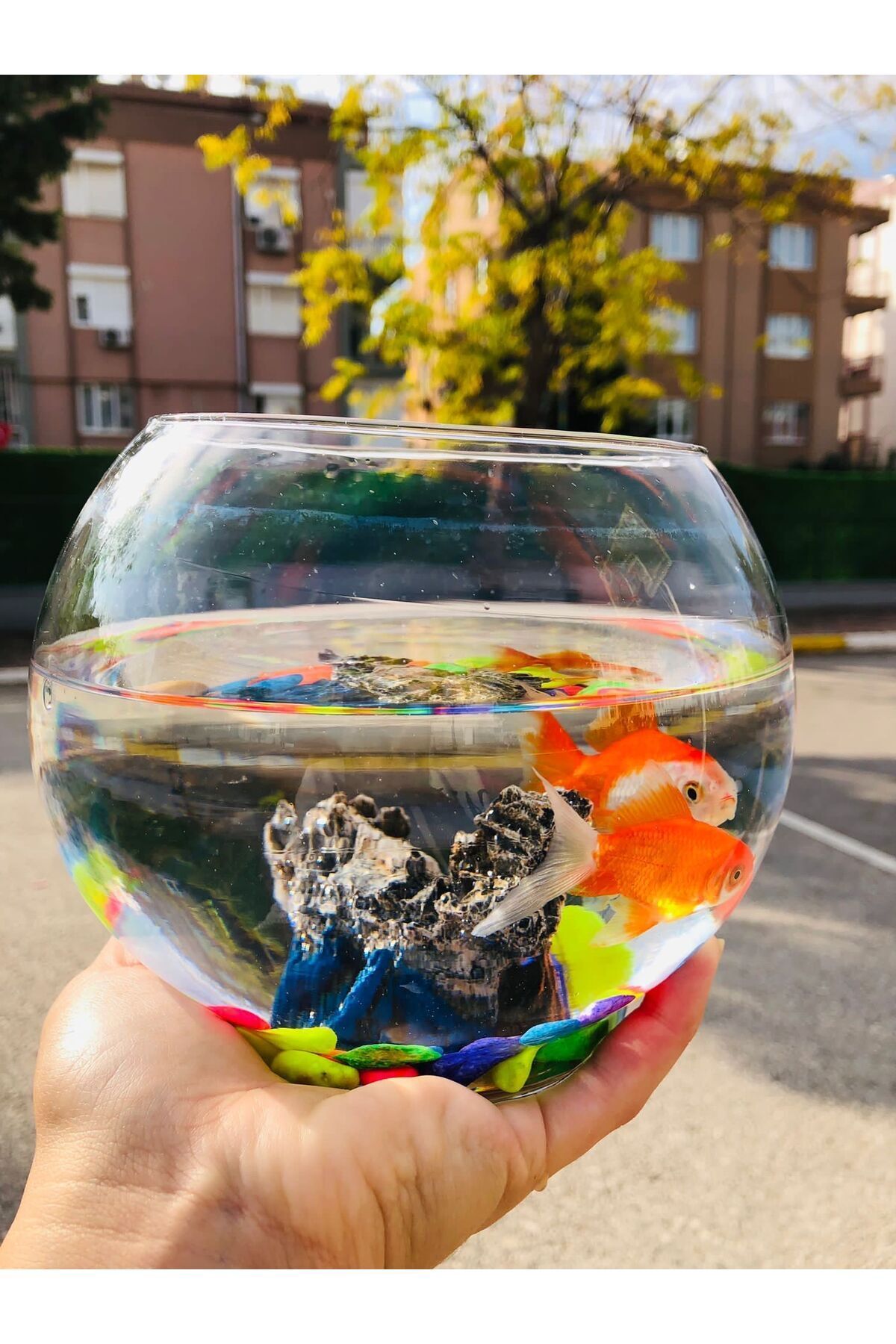 Fanus Cam fanus balık Japon beta için - Fiyatı, Yorumları