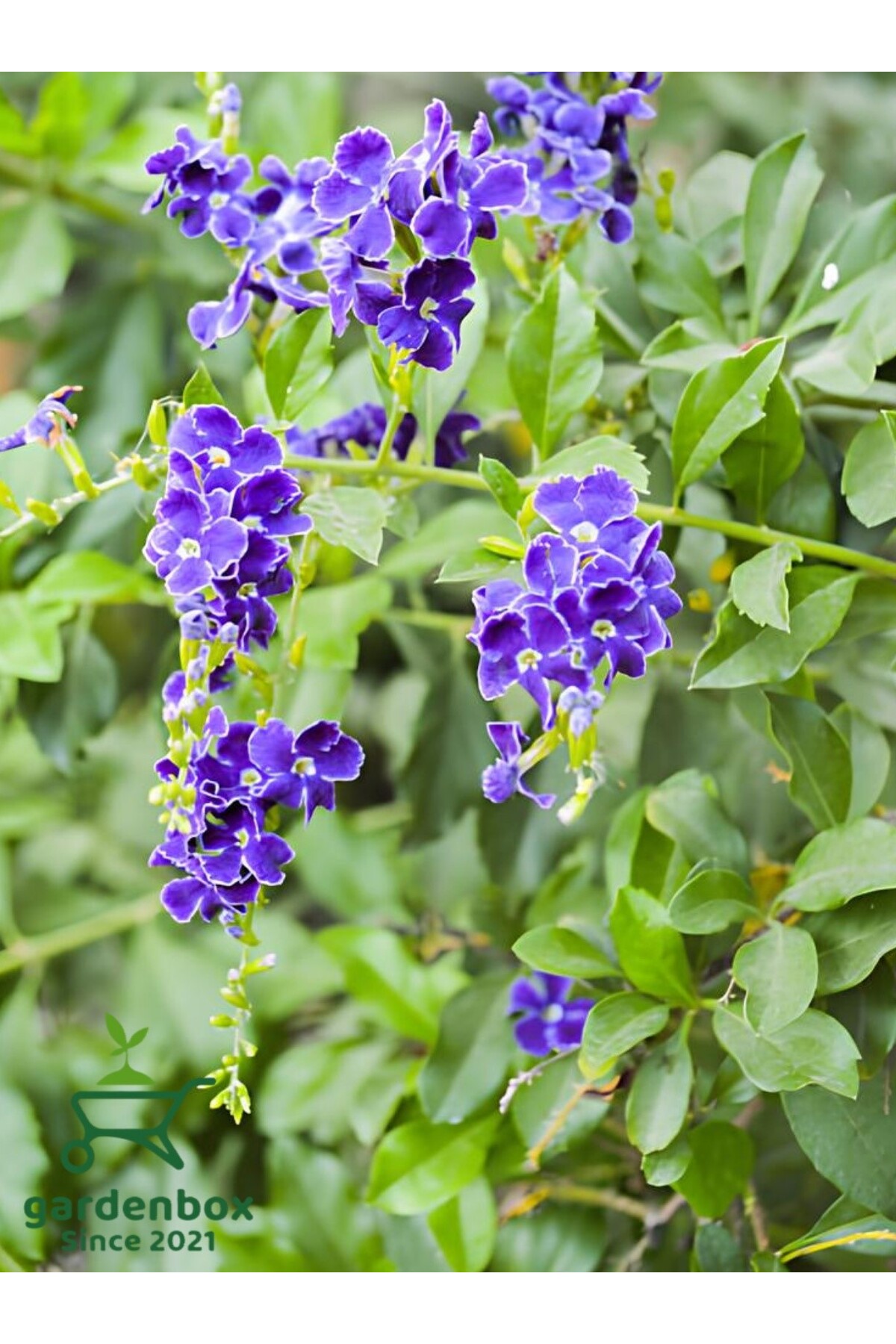 Gardenbox Duranda Mor Ağaç Menekşesi 1 ADET Saksılı 40-60Cm - Fiyatı ...