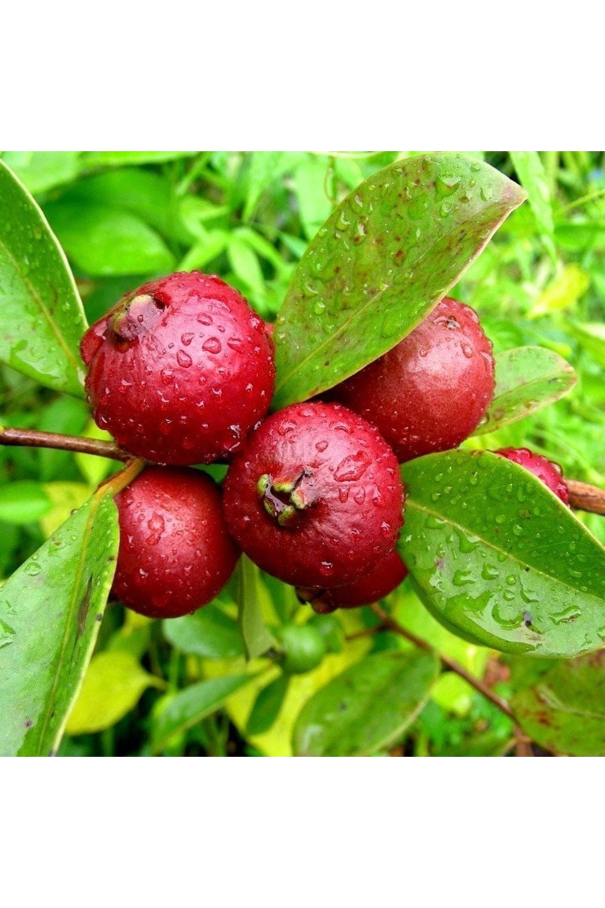 ASES 3 YAŞ MEYVE VEREN STRAWBERRY GUAVA (ÇİLEK GUAVA) BOY 100-130 CM ...