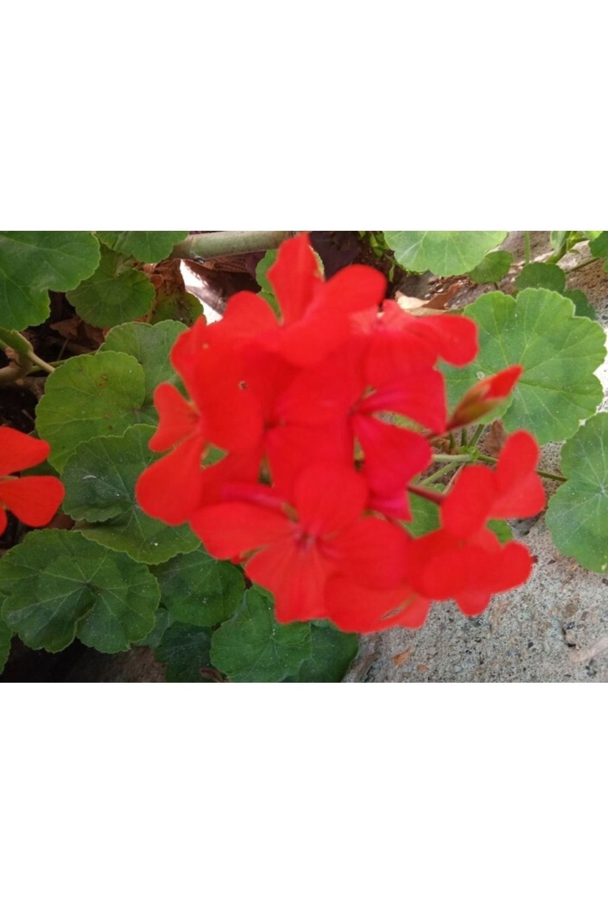 ATABEY ÇİÇEK Kırmızı Açan Sardunya Çiçeği Pelargonium Grandiflorum ...