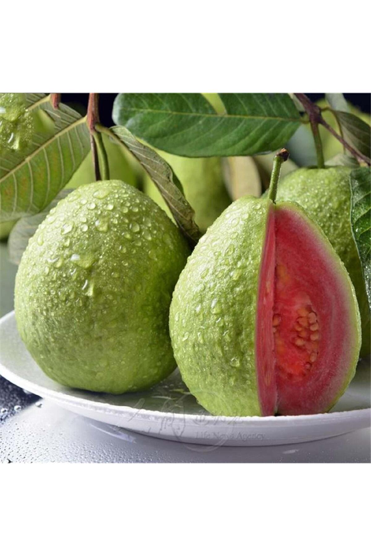 Reyon Bahçe Meyve Verir Durumda Guava Meyve Fidanı (Tüplü) - Fiyatı ...