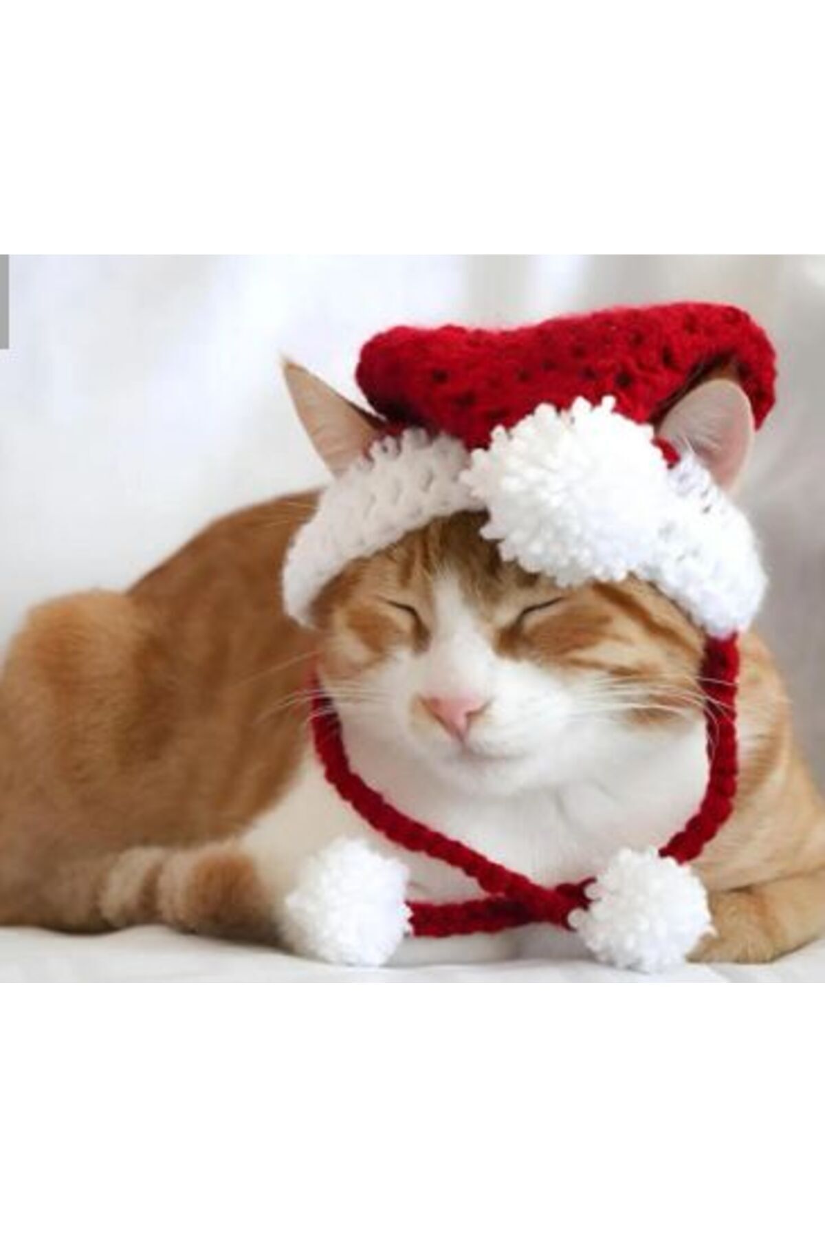 Homestar Yılbaşı ,büyük Boy Yetişkin Kedi Boy,noel Baba Kedi Şapkası ...