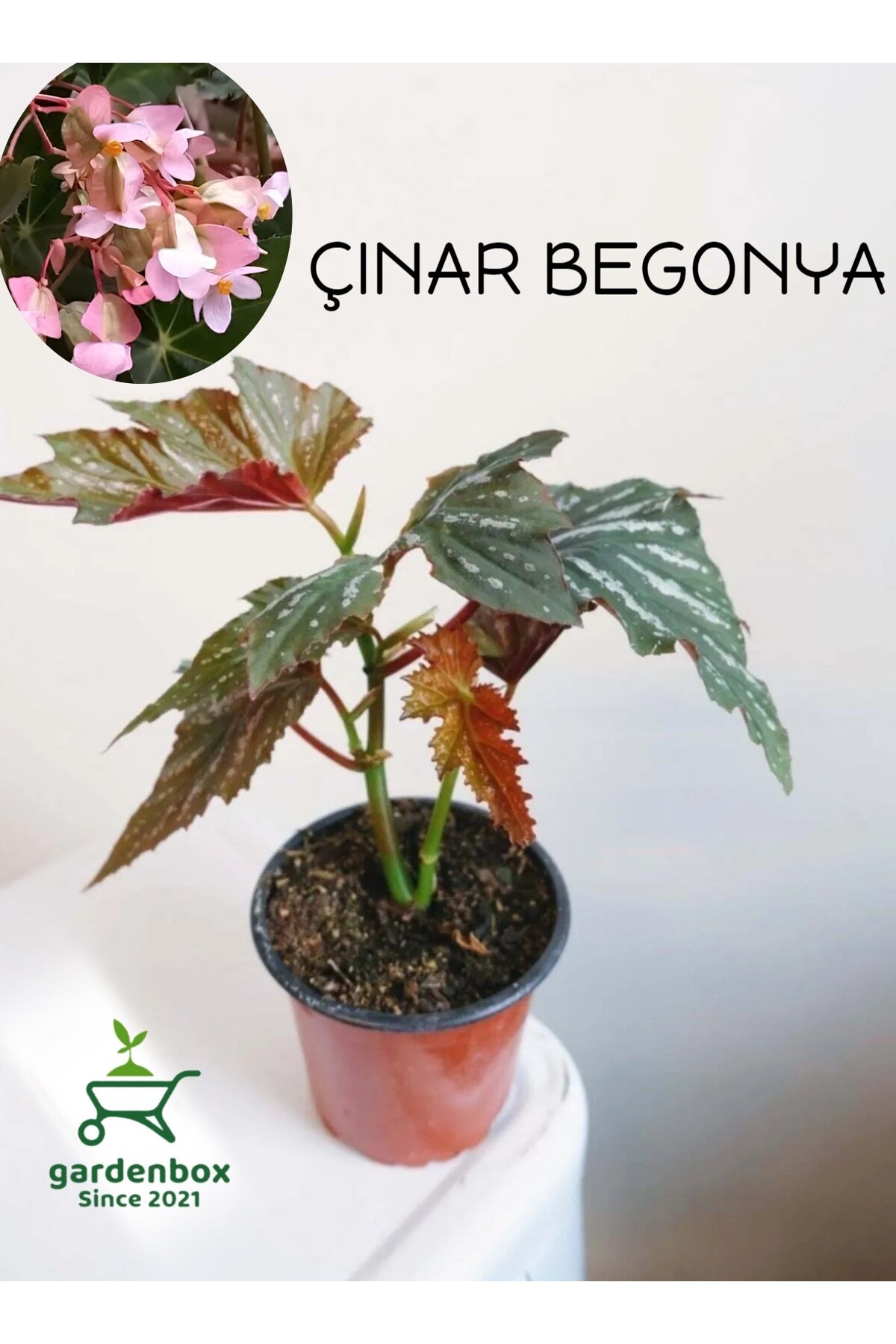 Gardenbox Çınar Yapraklı Çilli Begonya Çiçeği 1 ADET Saksılı 20-40Cm ...