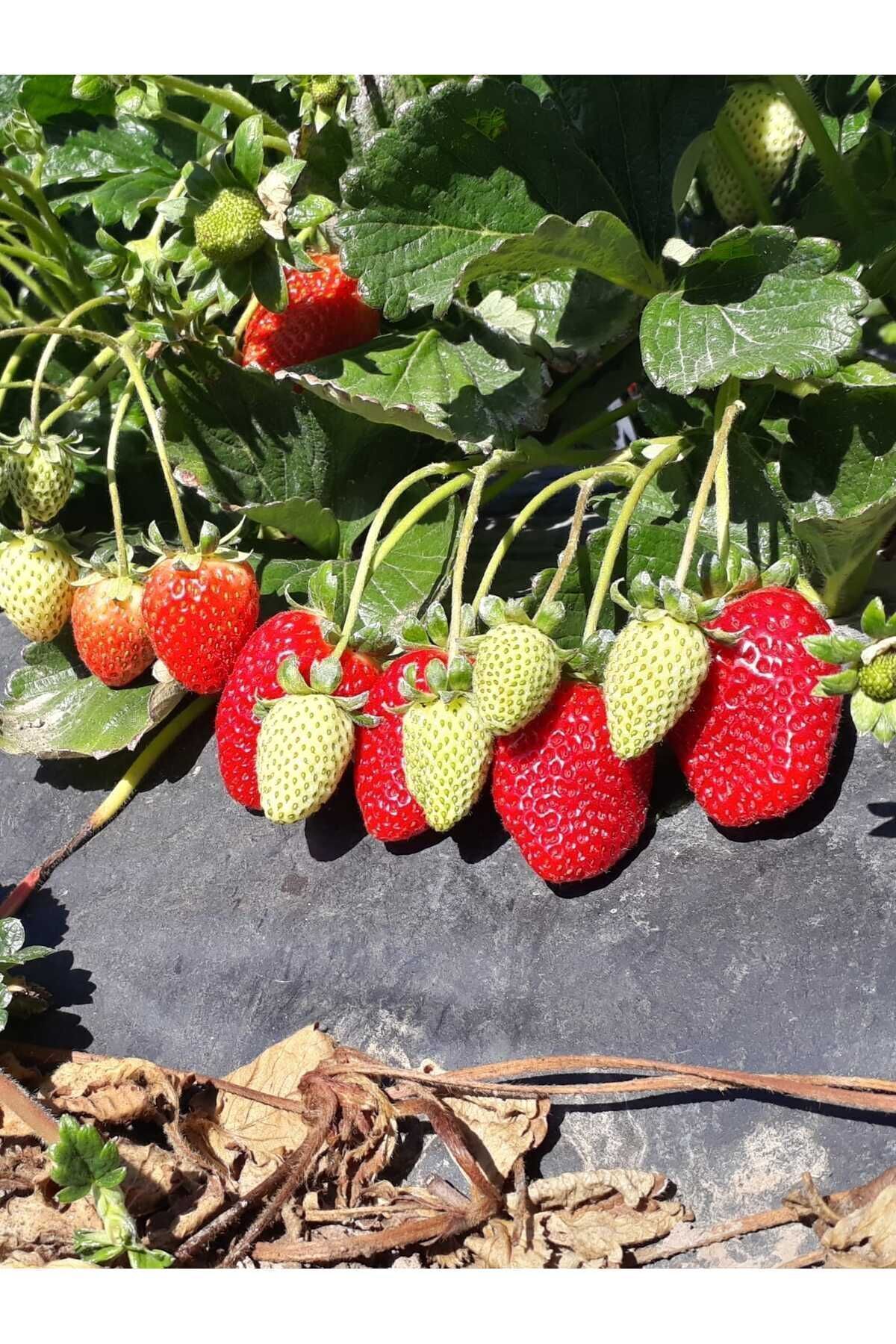 Vasada Albion Çilek Fidesi Yediveren 9x7 Cm Saksıda 3 Adet Fiyatı ...