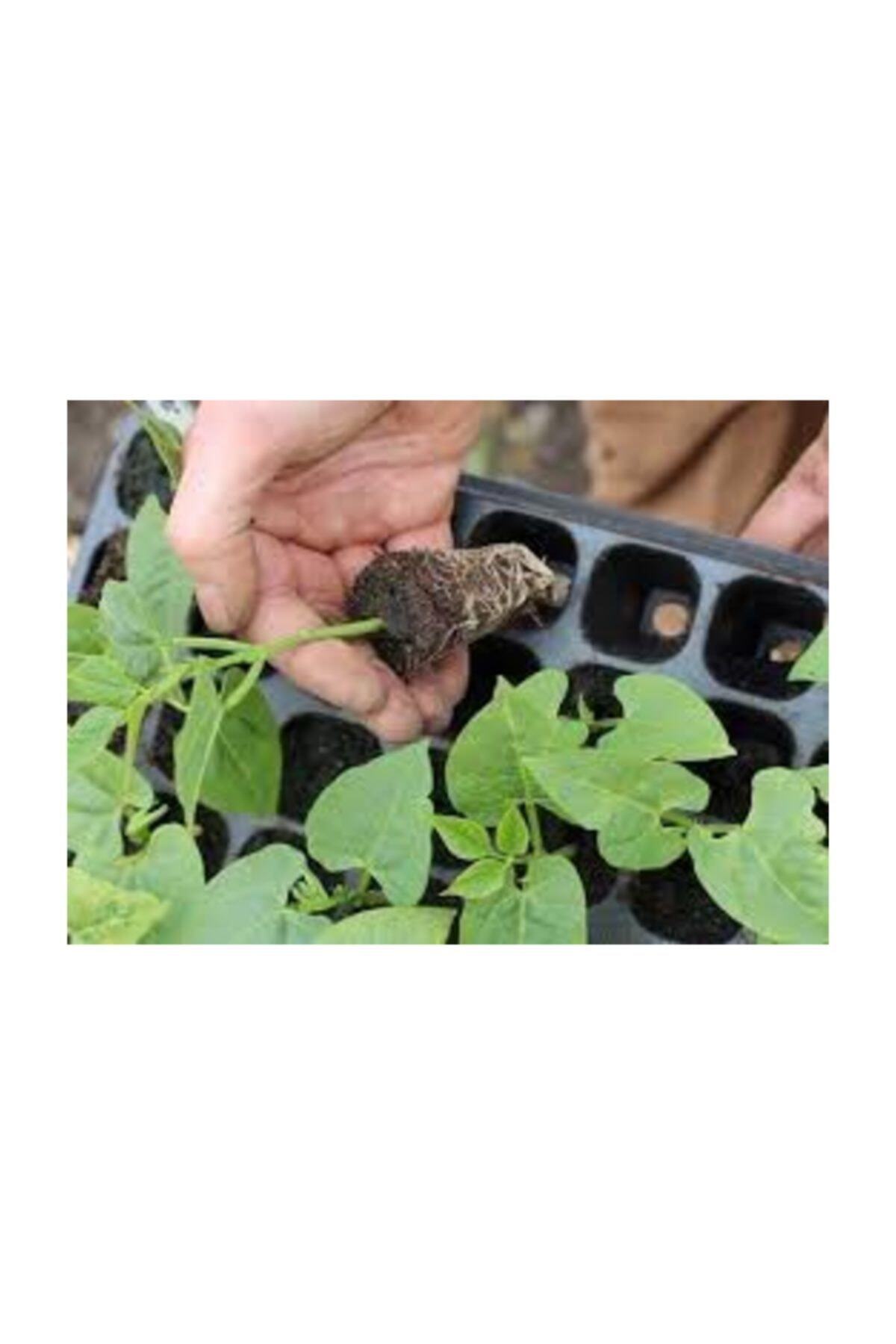 Agrobazaar 84 Gözlü Fide Tohum Ekim Viyolü 5 Adet - Fiyatı, Yorumları