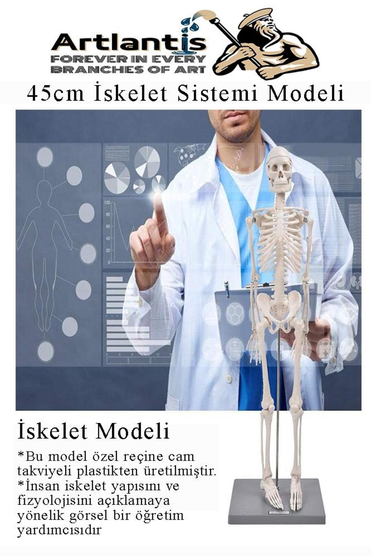 Artlantis İskelet Maketi 45 cm 1 Adet Eğitim İnsan İskelet Modeli İskelet Sistemi Haraketli ...
