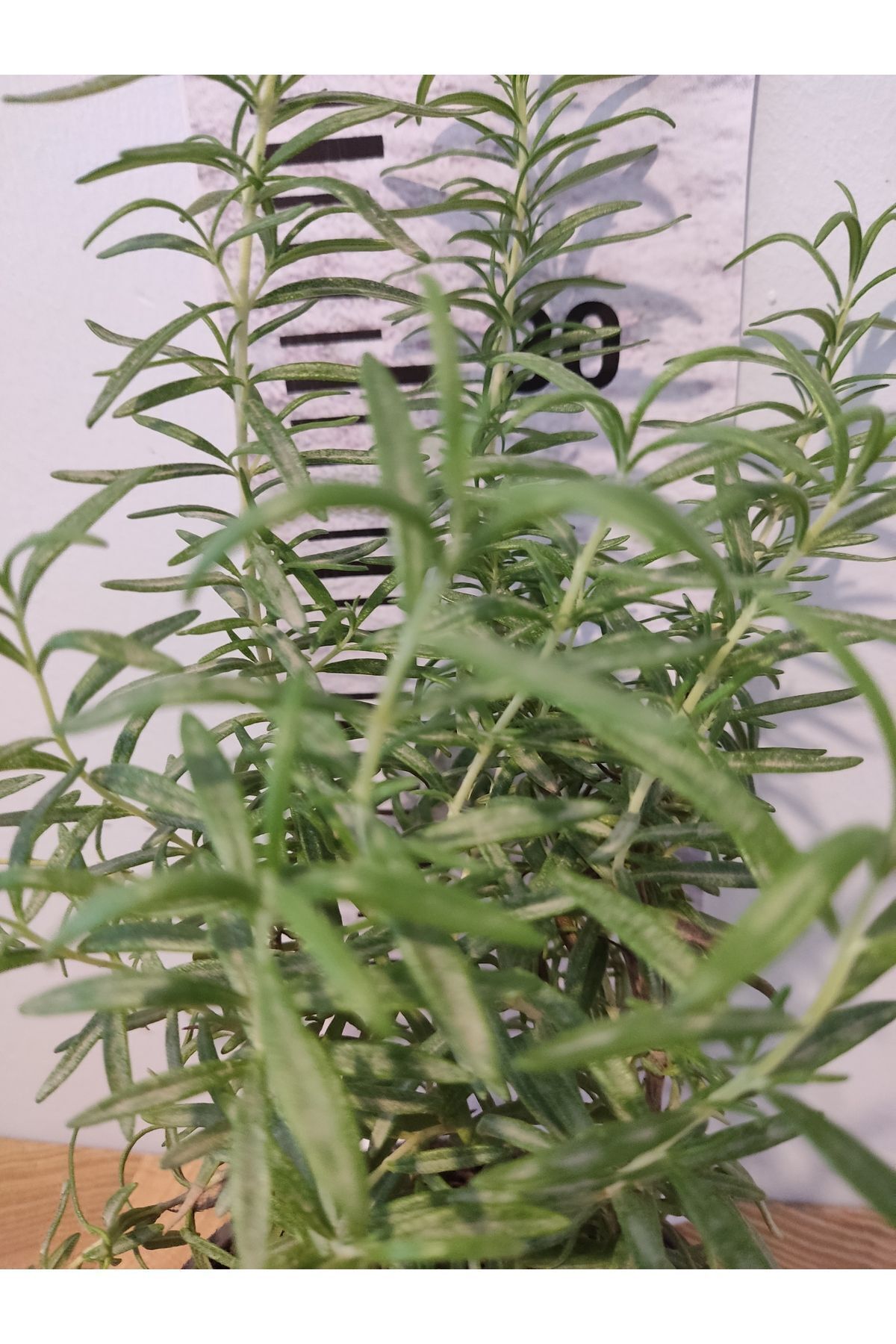 Zambak Biberiye canlı bitkisi (Rosemary, Iklil AlJabal) Fiyatı ...