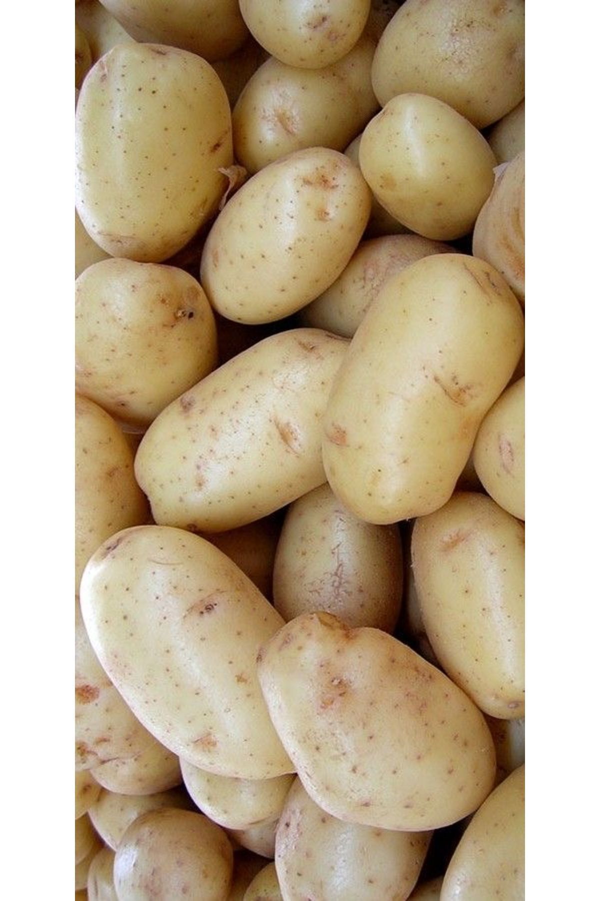 Afyon Agrıa Kızartmalık Patates 10 Kg - Fiyatı, Yorumları