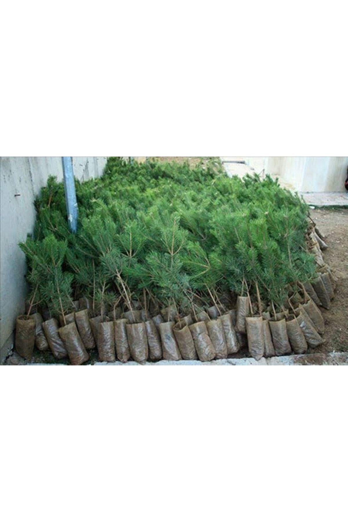 mesaka Çam Fidanı Karaçam Fidanı - Fiyatı, Yorumları