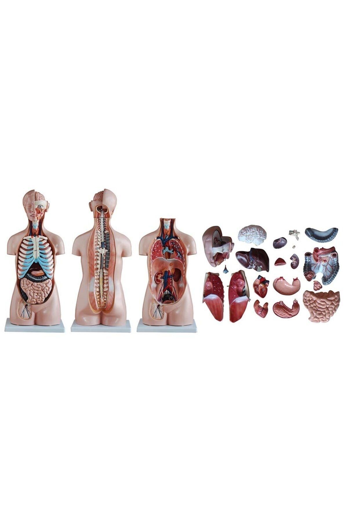 Eğitim Maketleri Cinsiyetsiz İnsan Anatomi Maketi - Torso Modeli - 85cm ...