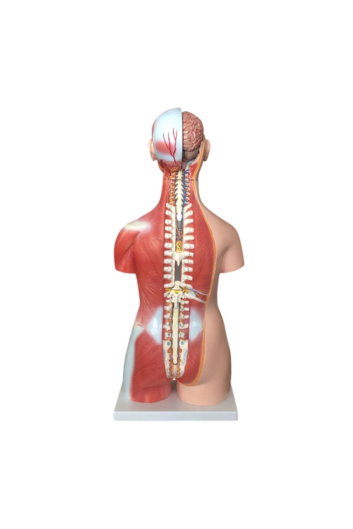 Eğitim Maketleri Kaslı Torso Modeli - Çift Cinsiyetli - Insan Anatomi ...