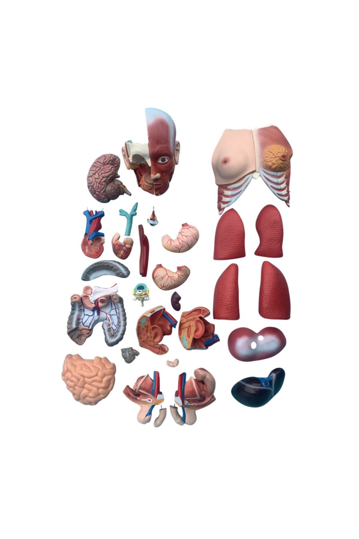 Eğitim Maketleri Kaslı Torso Modeli - Çift Cinsiyetli - Insan Anatomi ...