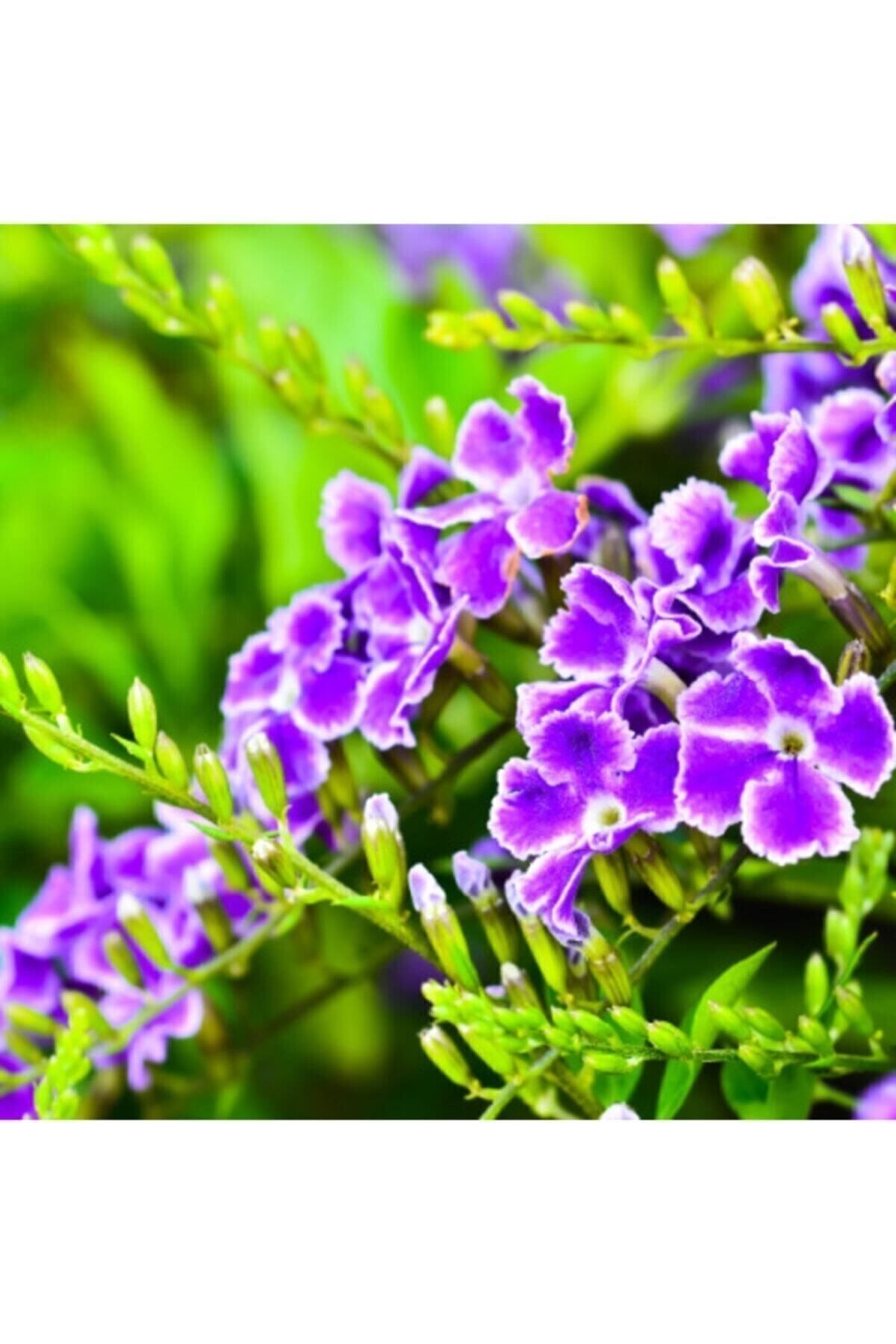 körfezgardens Evinizde Unutulmaz Güzellik: "beni Unutma Mor" Duranda ...