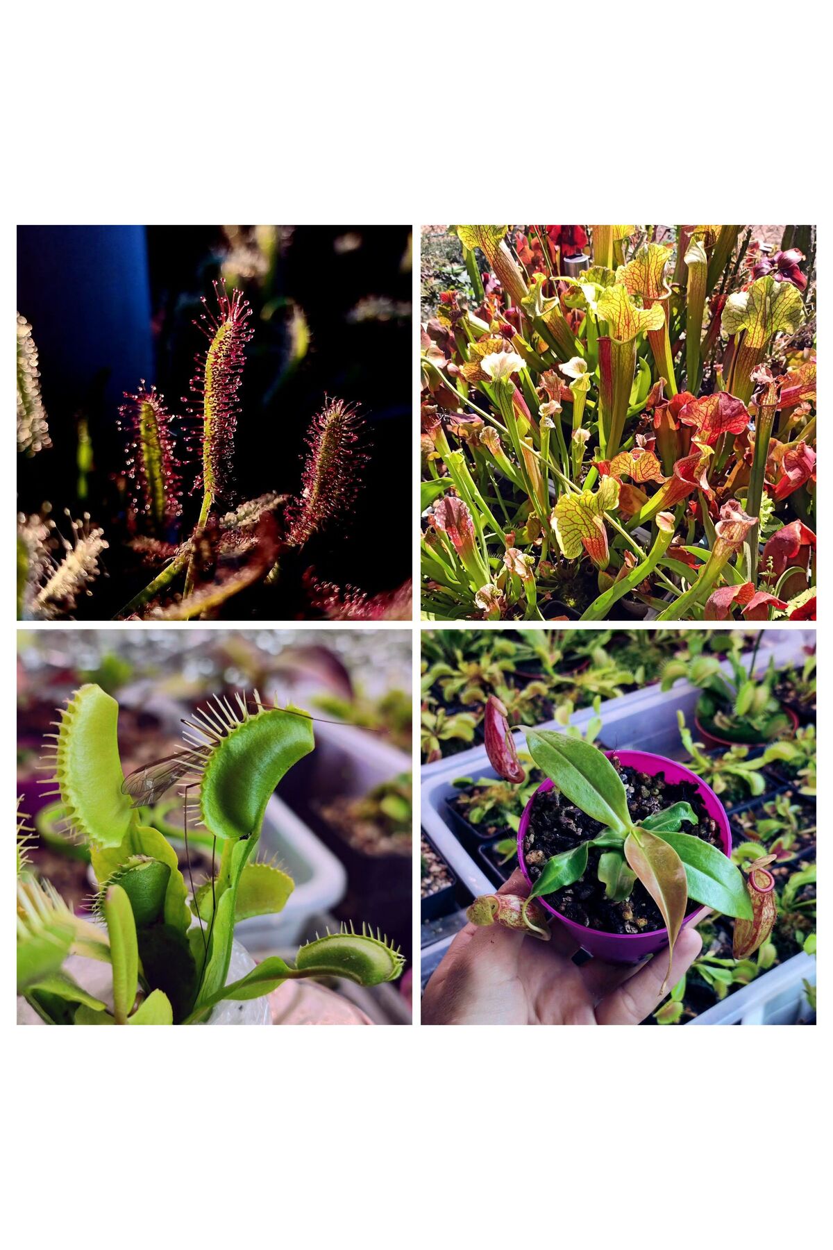 mobuflora Etobur Bitki Seti 4 Farklı Tür Yetişkin Sinek Kapan Etobur ...