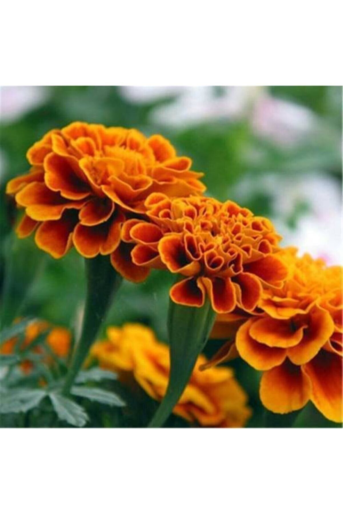 Tohumbank Kadife Çiçeği 20 Adet Tohum - Fiyatı, Yorumları