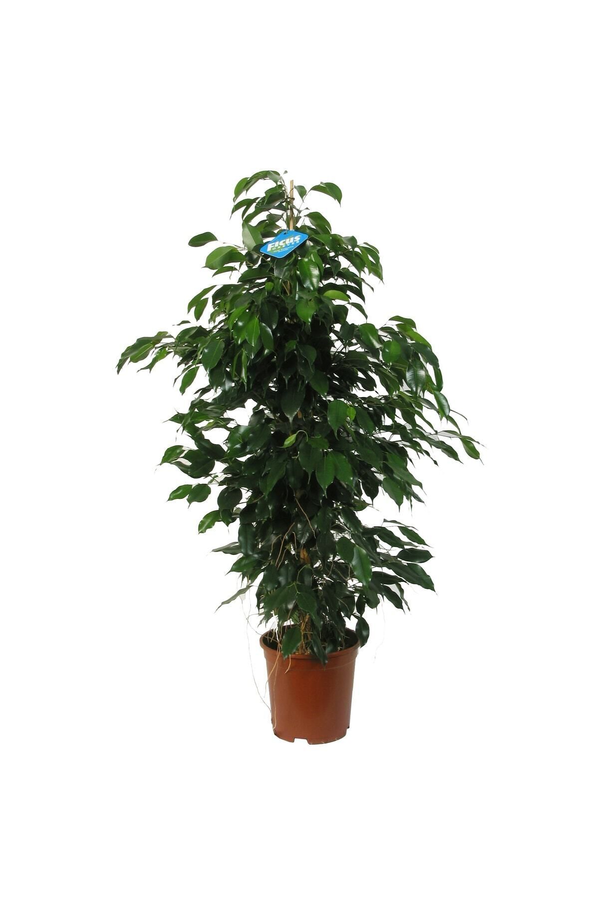 GoldLotus Benjamin Bitkisi Salon Bitkisi - Fiyatı, Yorumları