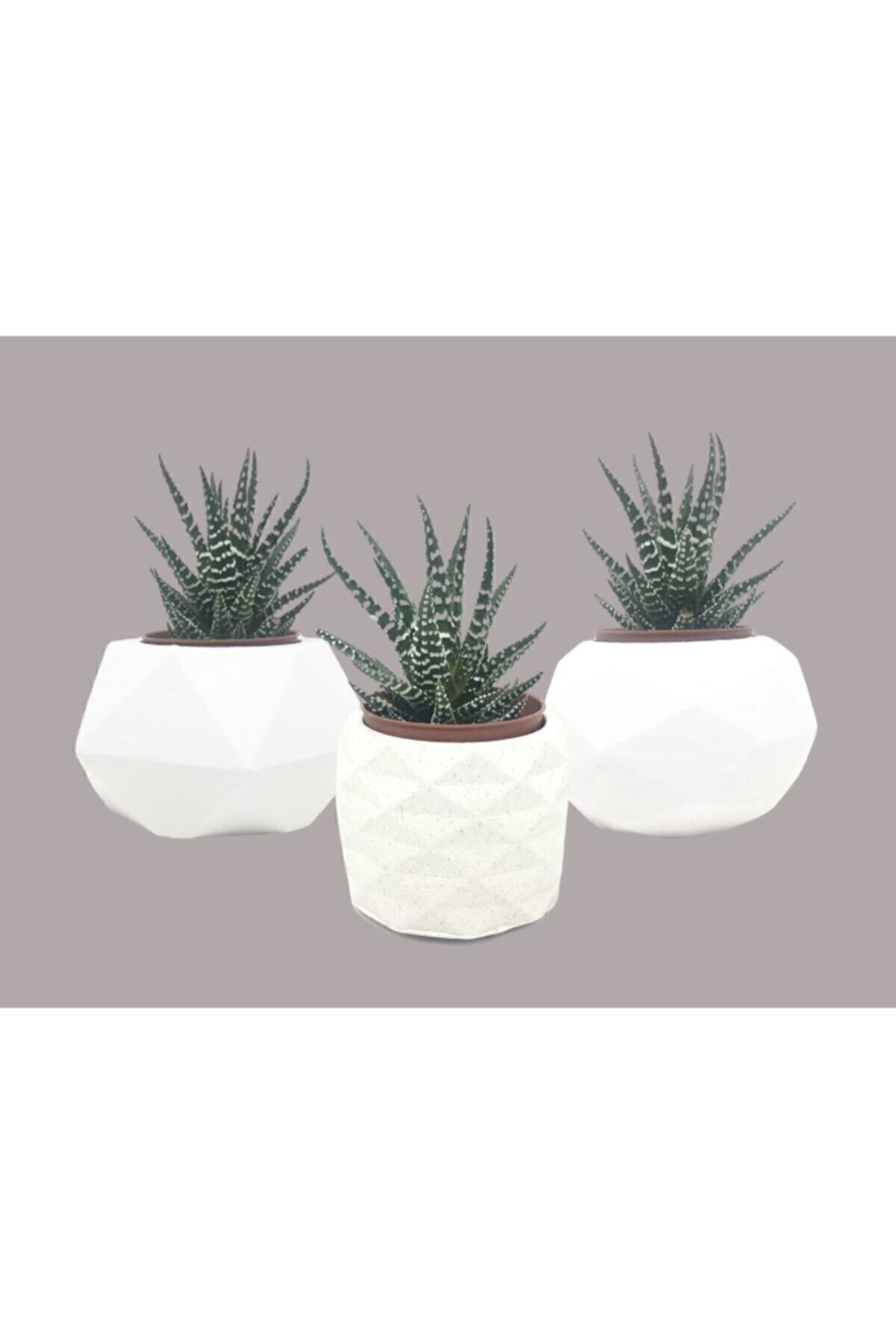 Genel Markalar Mirgül Tasarım 3'lü Beyaz Prizma Set Sukulent Saksı ...