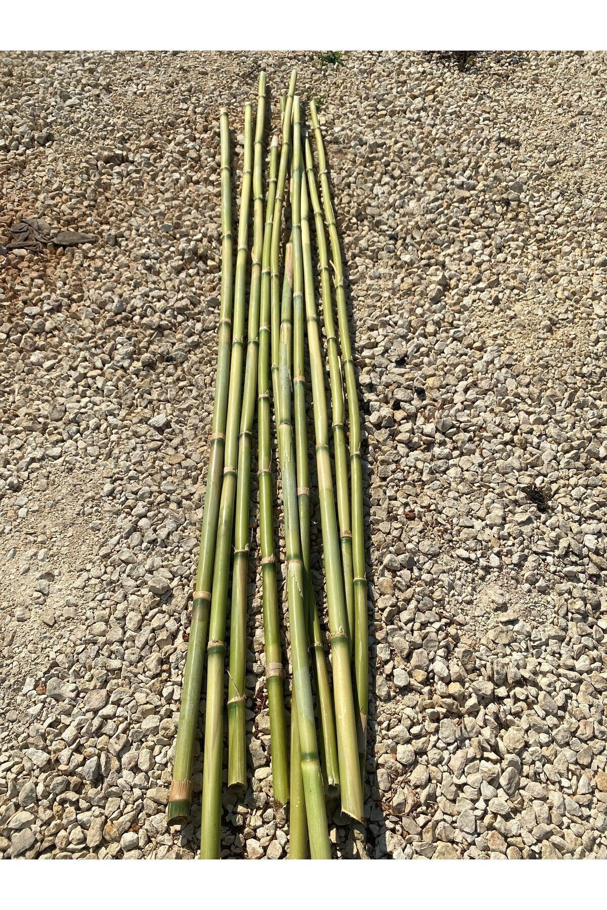 EVİM BAHÇEM Bitki ,fidan Destek Çubuğu 15 Adet 200-220 Cm Kargı (KAMIŞ ...