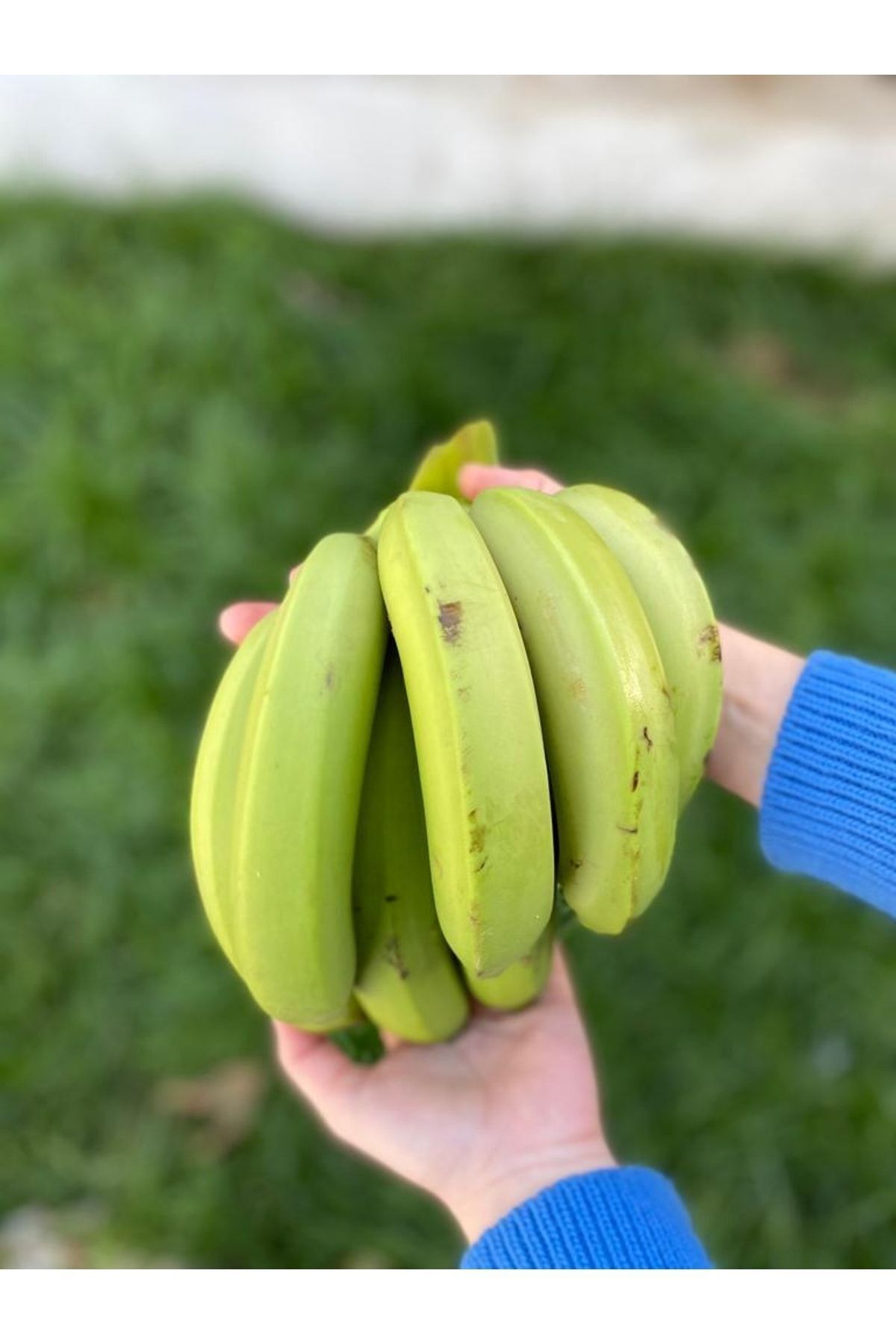 AKDENİZ TROPİKAL Yerli Yeşil Muz 5 Kg - Fiyatı, Yorumları