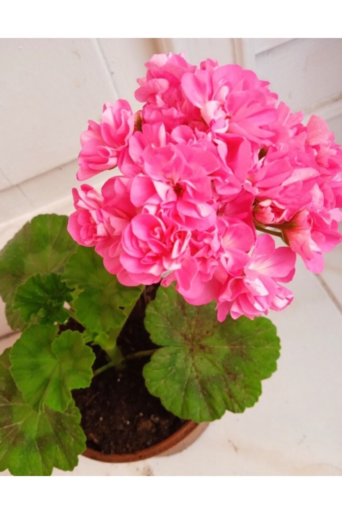 ATABEY ÇİÇEK Pembe Açan Sardunya Çiçeği (Pelargonium Grandiflorum ...