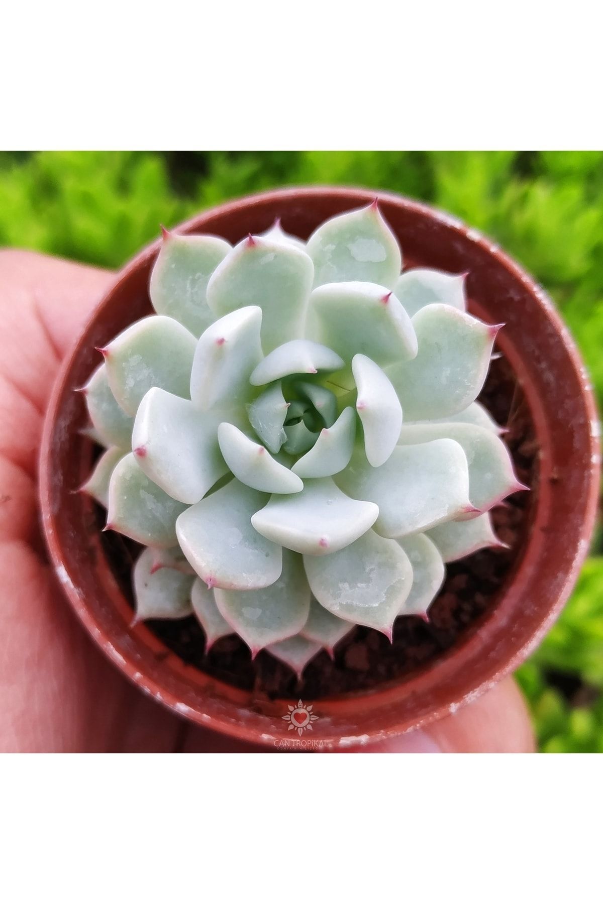 cantropikal Echeveria Chihuahuensis Ruby Blush Gül Formuna Benzer ...