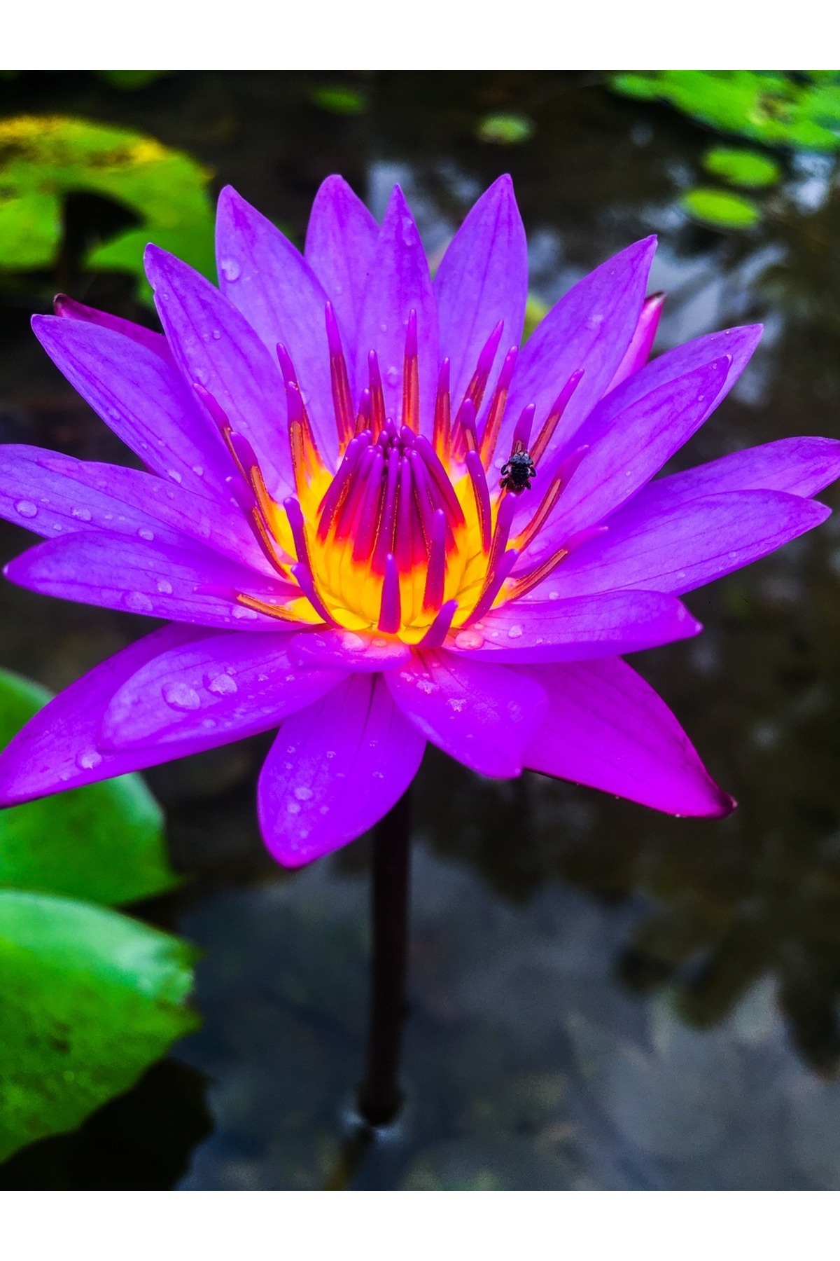 Köy Tohumları 10 Adet Tohum Nadir Mor Lotus Çiçeği Tohumu Tropikal ...