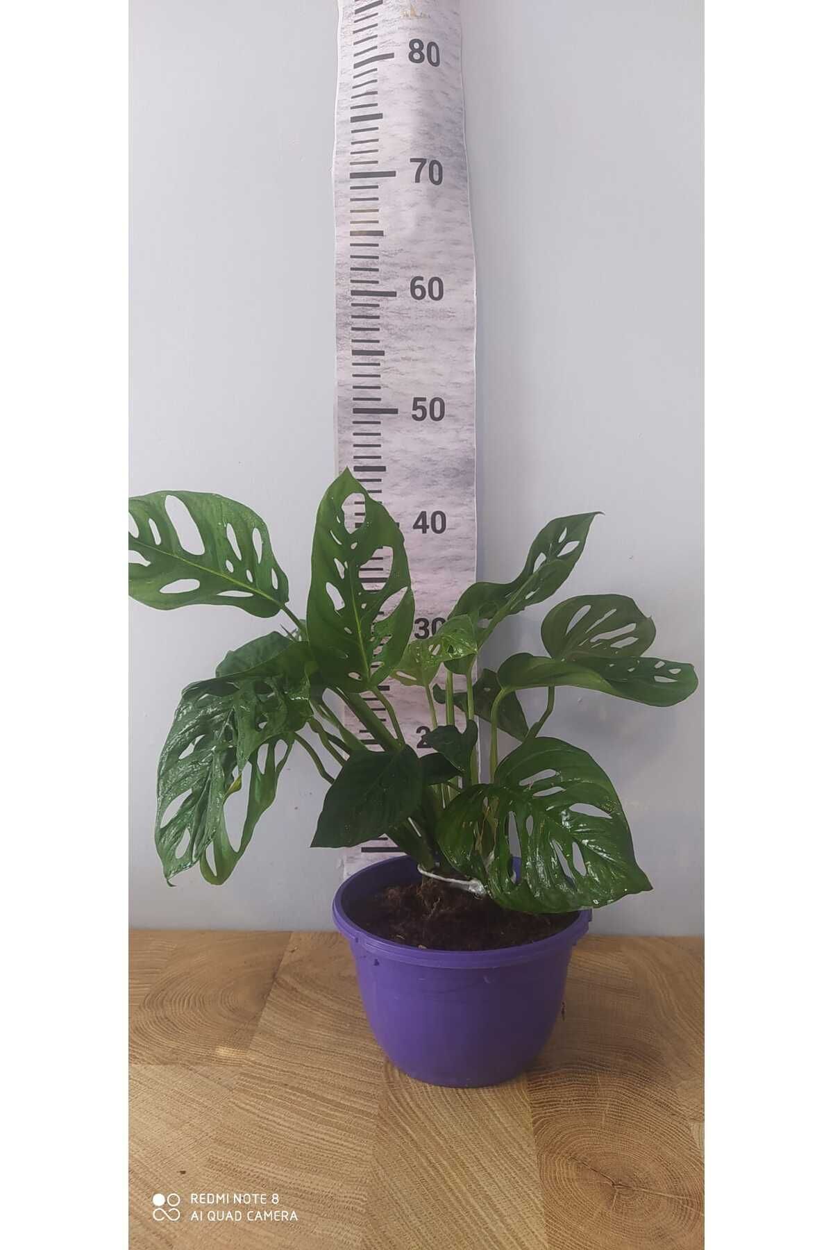 Zambak Monkey Monstera Iç Mekan Egzotik Sarmaşık Bitkisi (MONSTERA ...