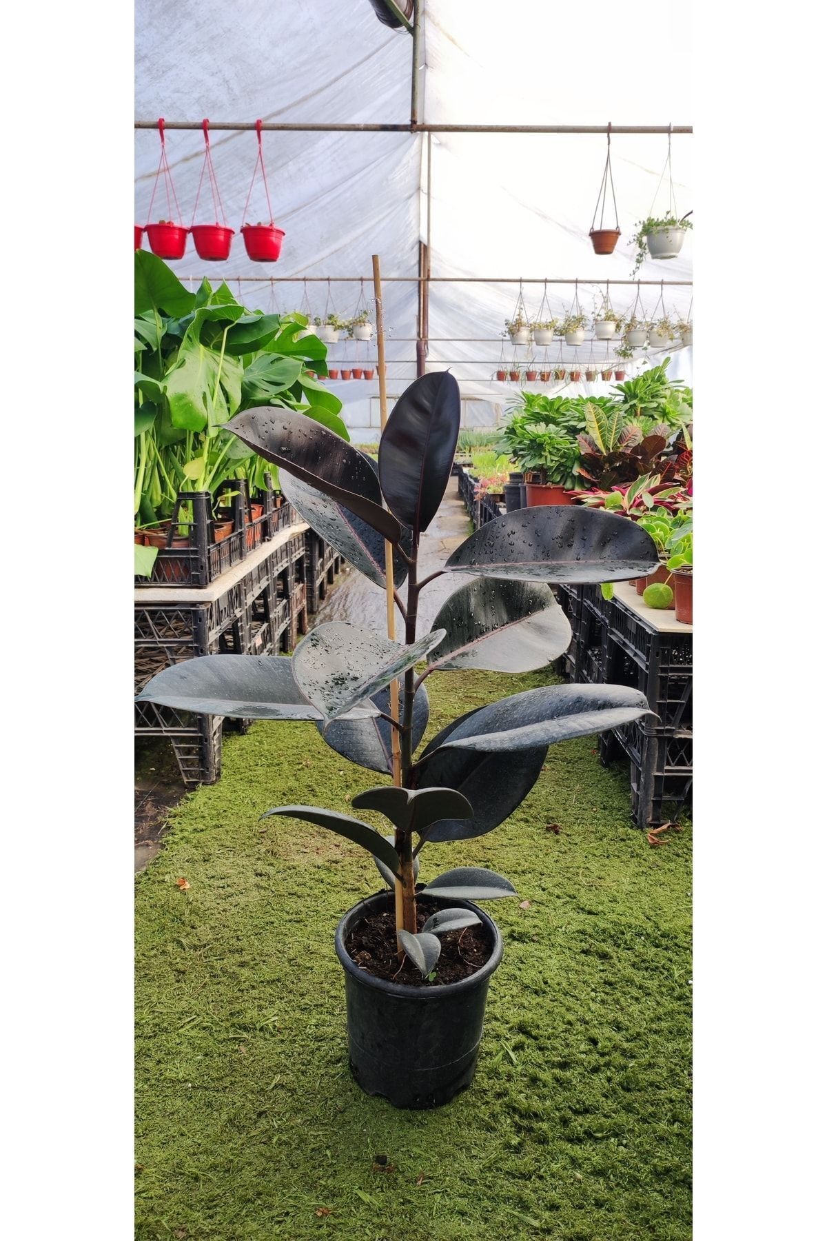 Genel Markalar Red Ficus Elastica - Kırmızı Alacalı Kauçuk ( Ev Salon ...