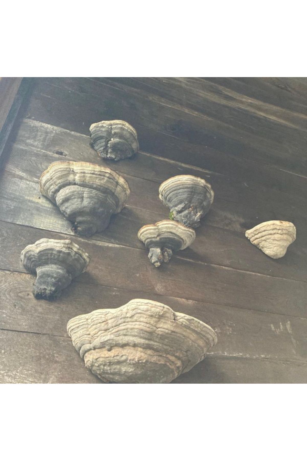 GUCİMUD Kav Mantarı 250 gram - Fiyatı, Yorumları