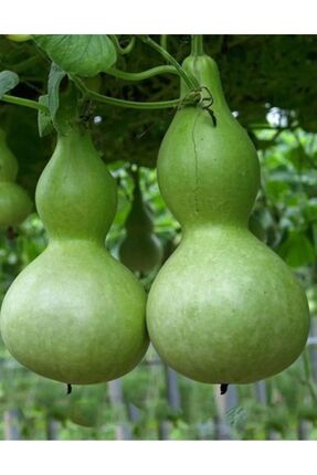Süs Kabağı Tohumu 🌱 | Bahçenizi Renklendirin!