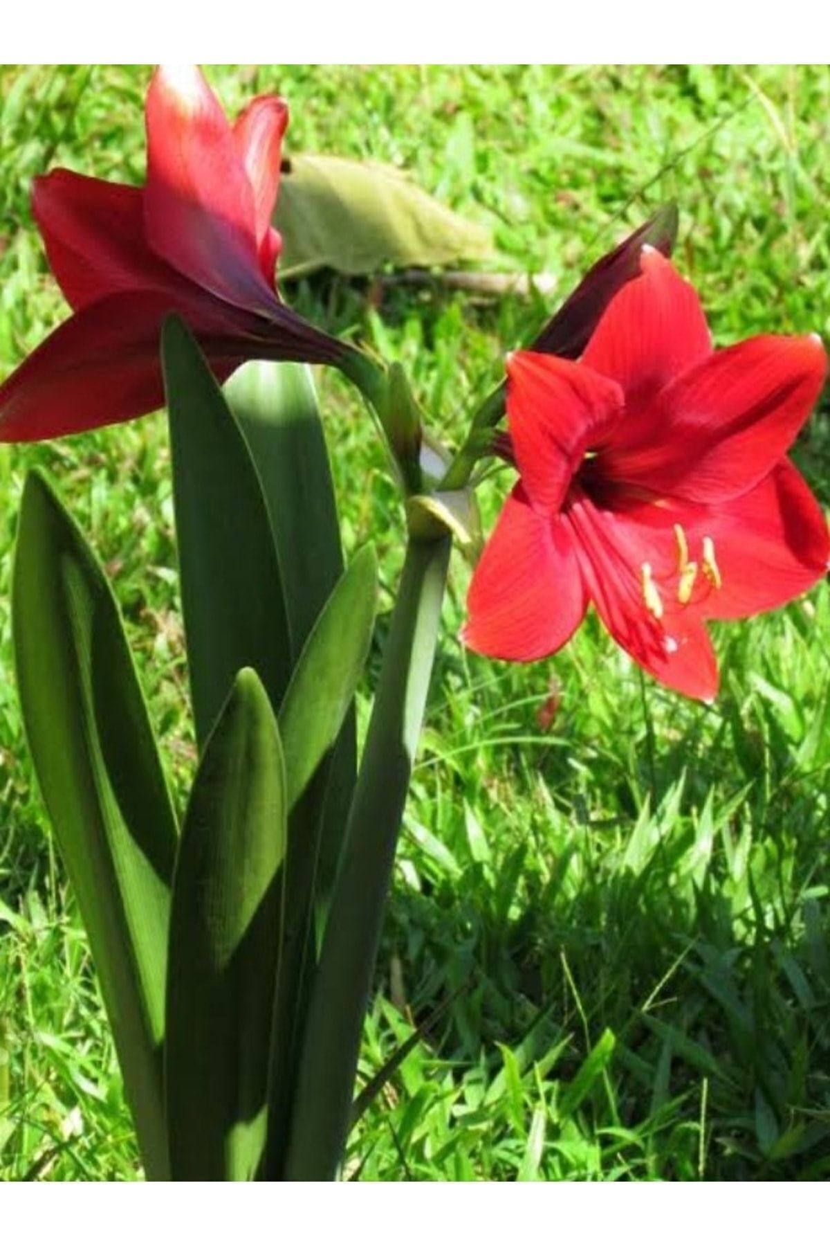 ATABEY ÇİÇEK Kırmızı Zambak Çiçeği AmaryllisFiyatı, Yorumları - Trendyol