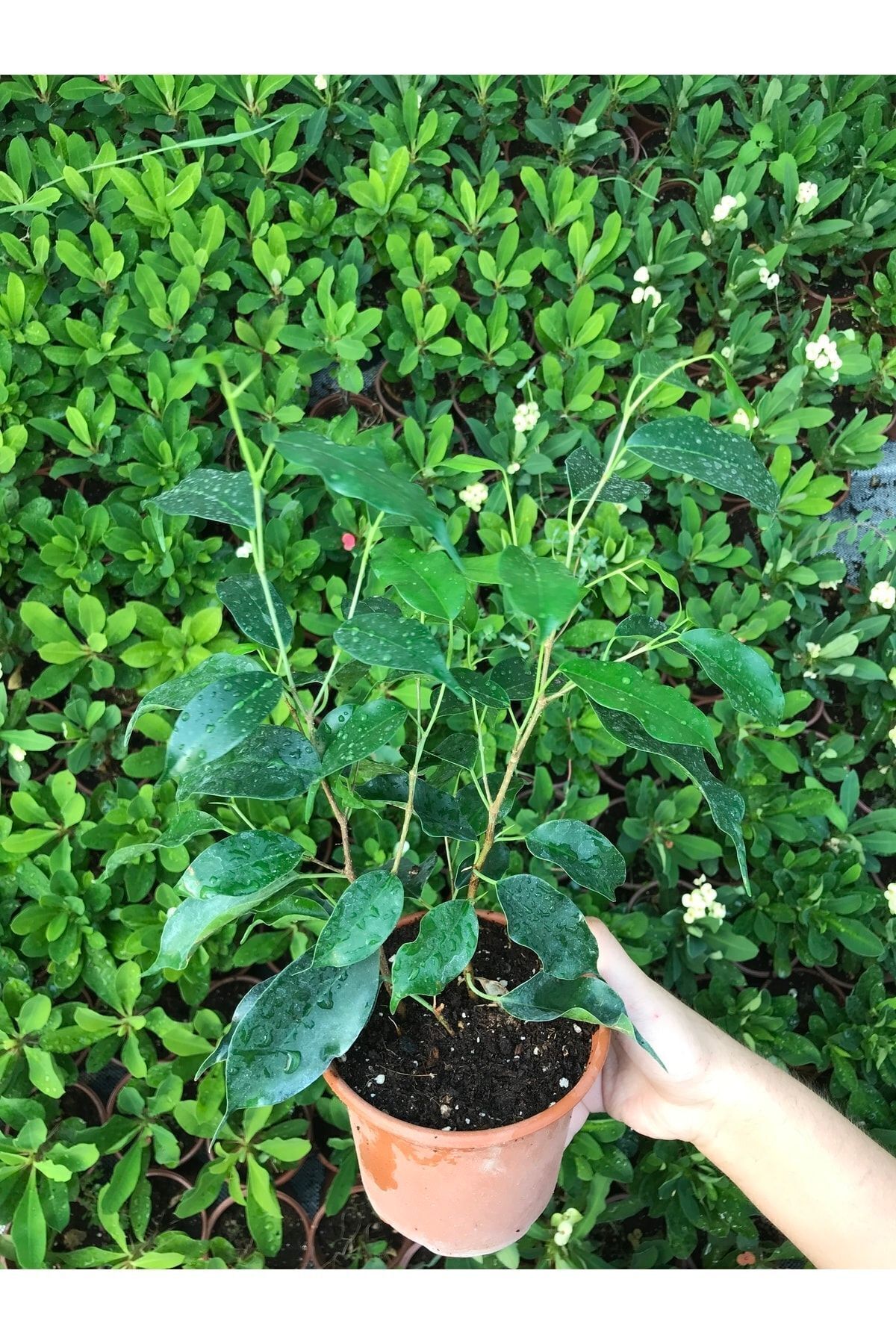 CRN TARIM Ficus Benjamina Danielle-benjamin Bitkisi Fiyatı, Yorumları ...