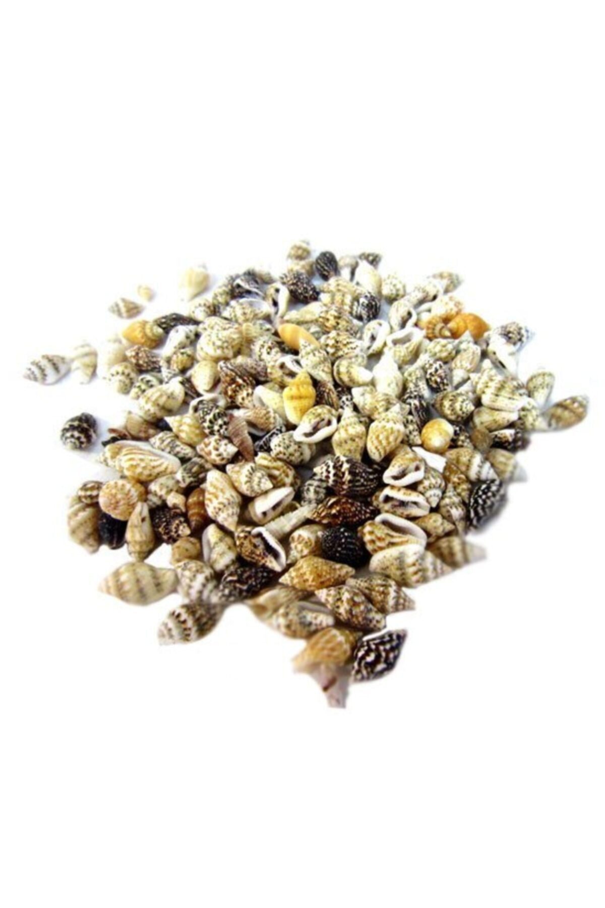 Nikah Şekeri Market 100 Adet Natural Orta Boy Deniz Kabukları Nassa Shell ( 2 - 2,5 Cm )Fiyatı ...